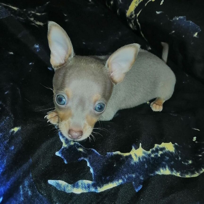 Щенки той терьера. Мини крошки редких оттенков