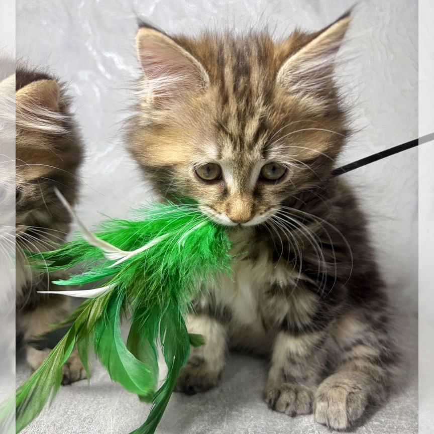 Курильский бобтейл длинношёрстный котёнок