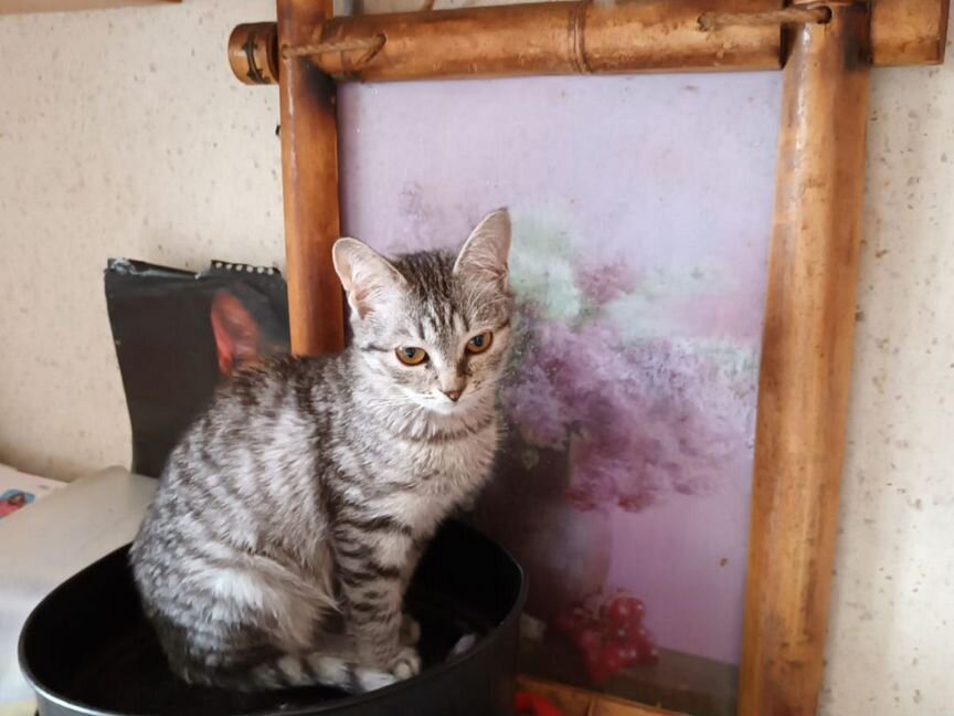 Котёнок Вискас Младший
