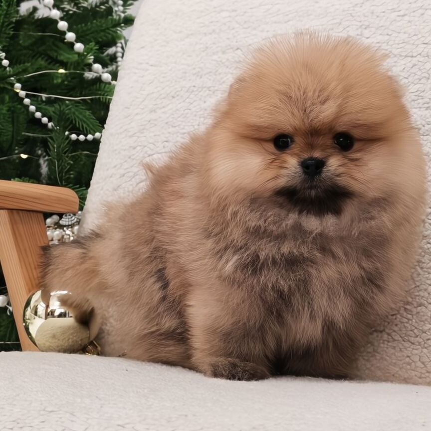 Померанский шпиц, щенок