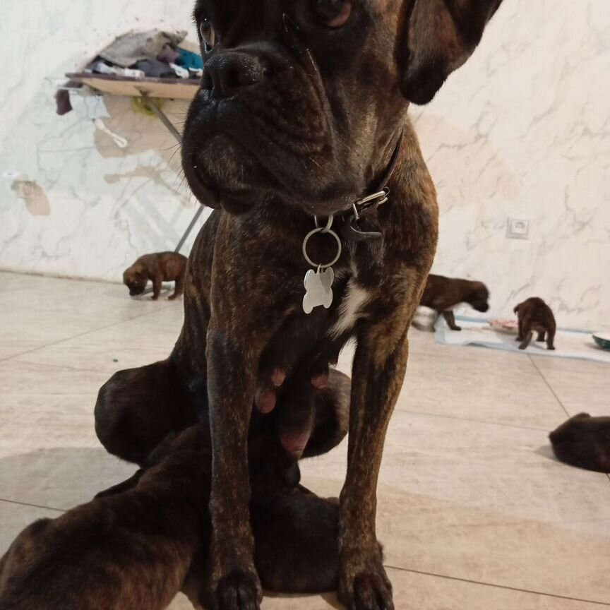 Щенки породы боксер