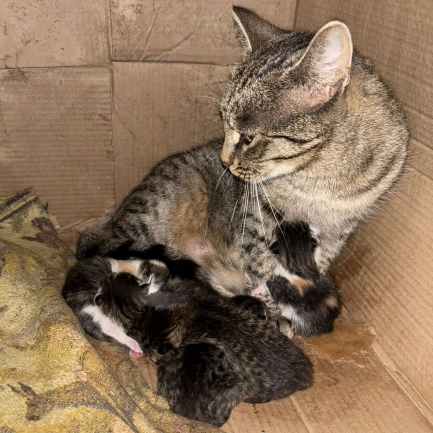 5 маленьких котят