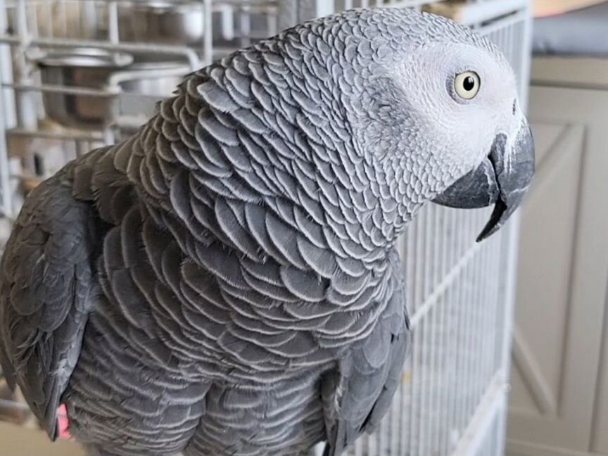 Большой серый попугай