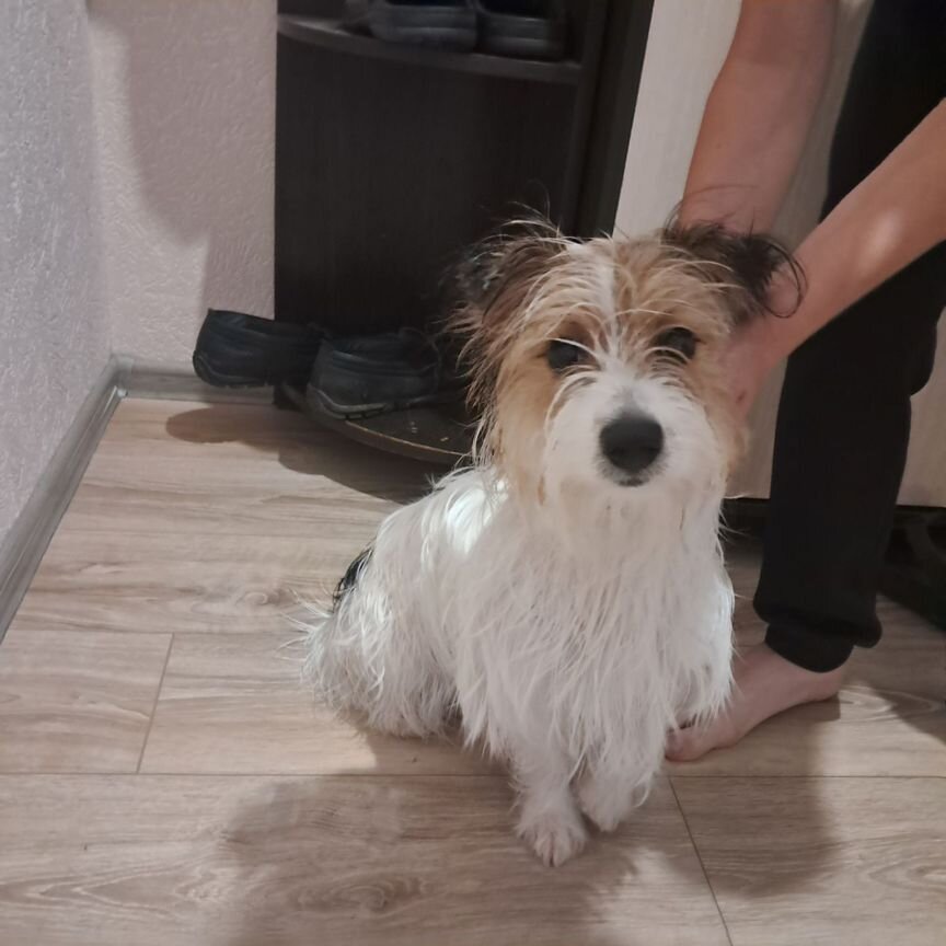 Собака в добрые руки отдам бесплатно