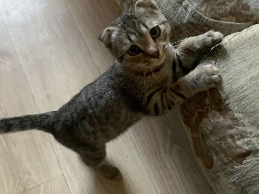 Шотландский вислоухий катенок