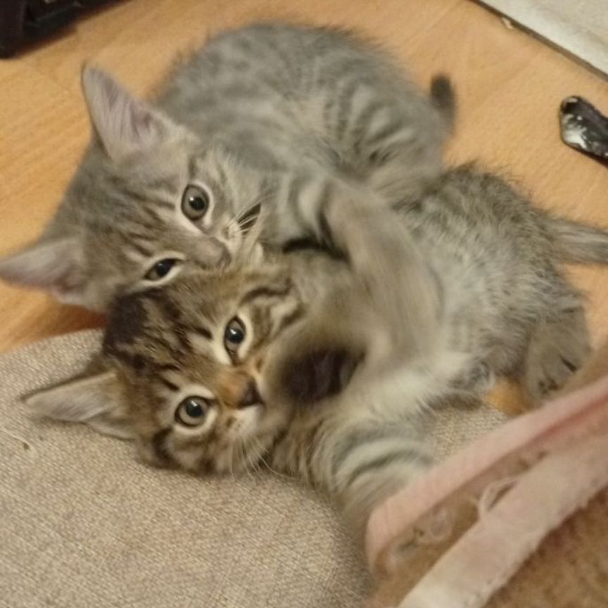 Котята отдам в добрые руки бесплатно