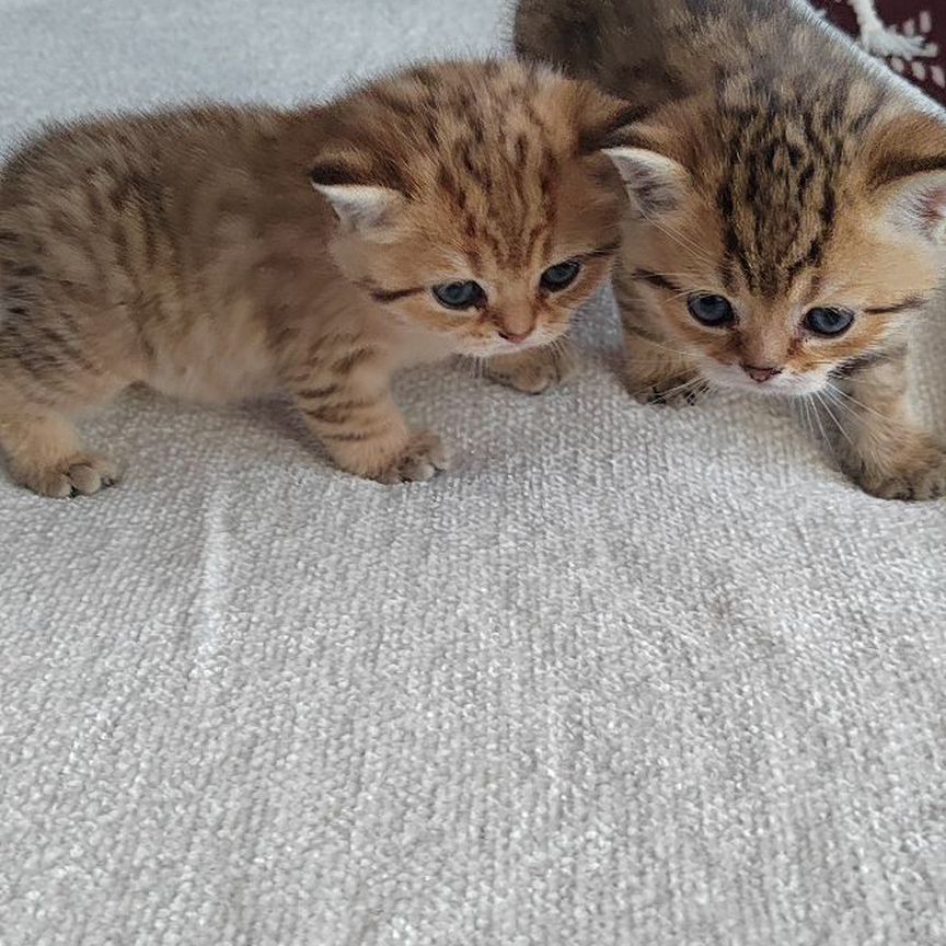 Шатланские чистокровные котята