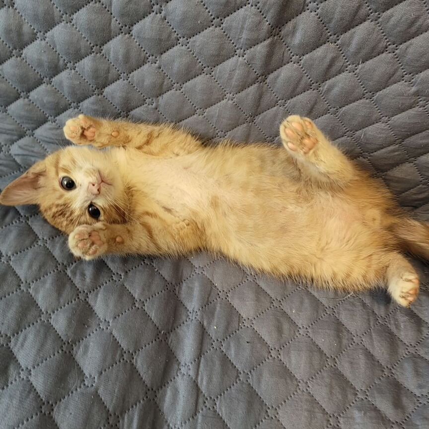 Отдадим котенка мальчика