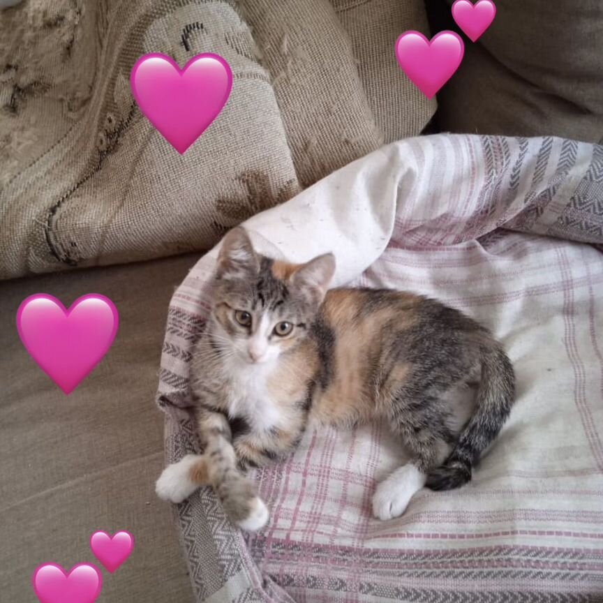 Котенок на счастье и удачу