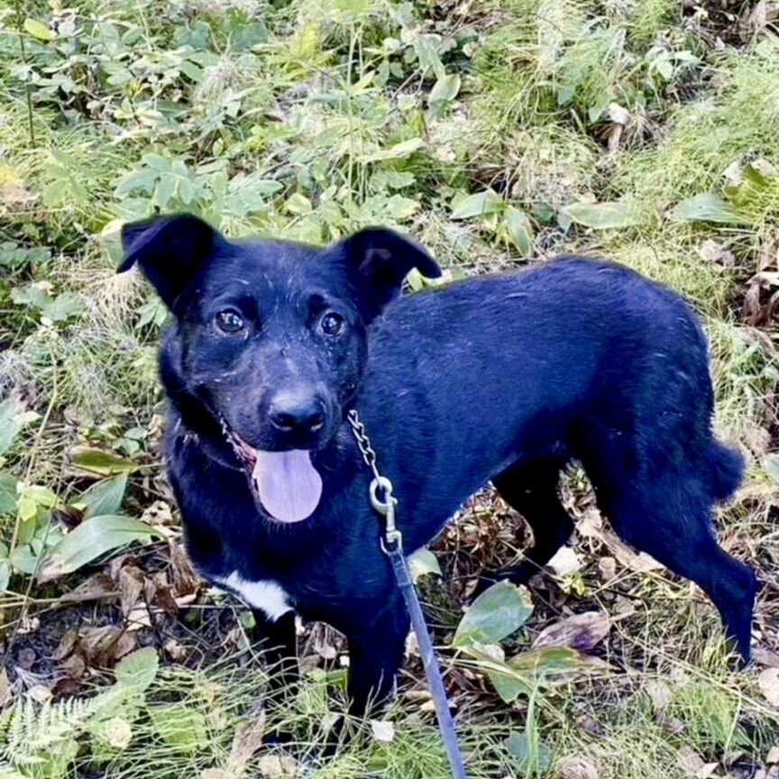 Собака в добрые руки девочка