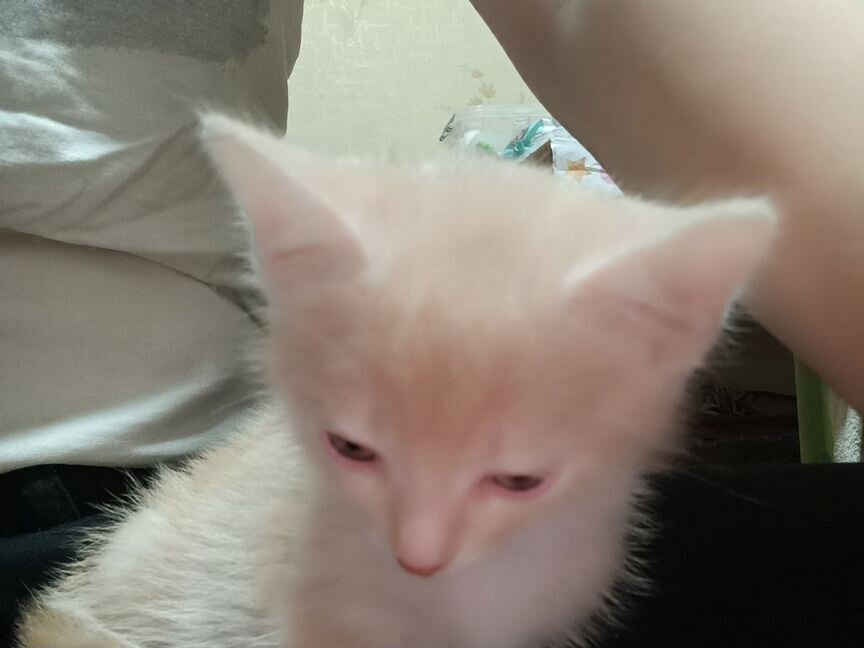 Кошка