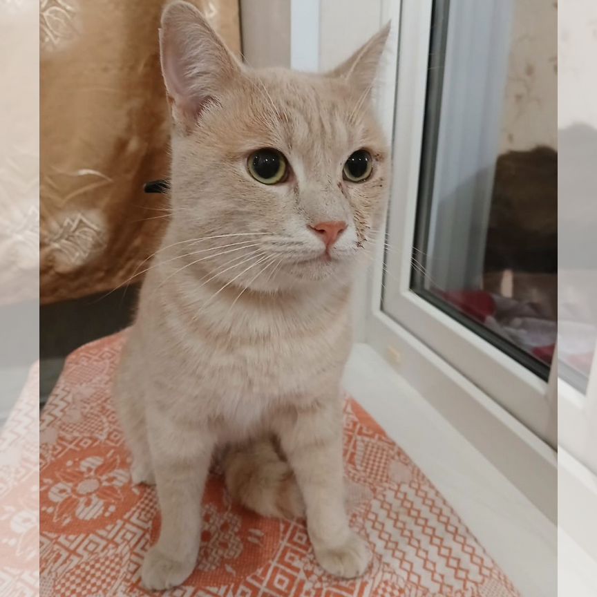 Найден кот, деть некуда, нужен дом или передержка