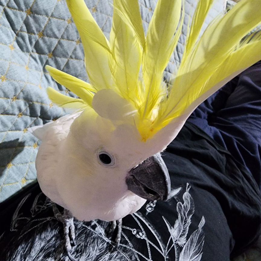 Попугай какаду