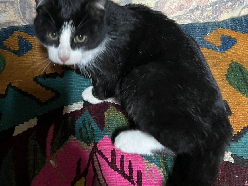 Котенок подкидыш
