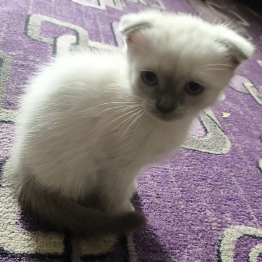 Шотландский вислоухий короткошёрстный котёнок