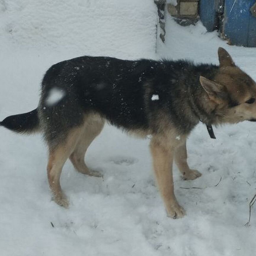 Восточноевропейская овчарка, щенок