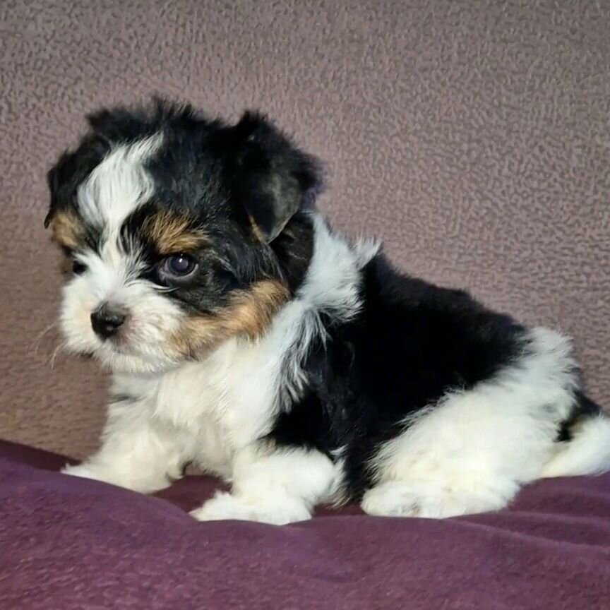 Бивер терьер щенки