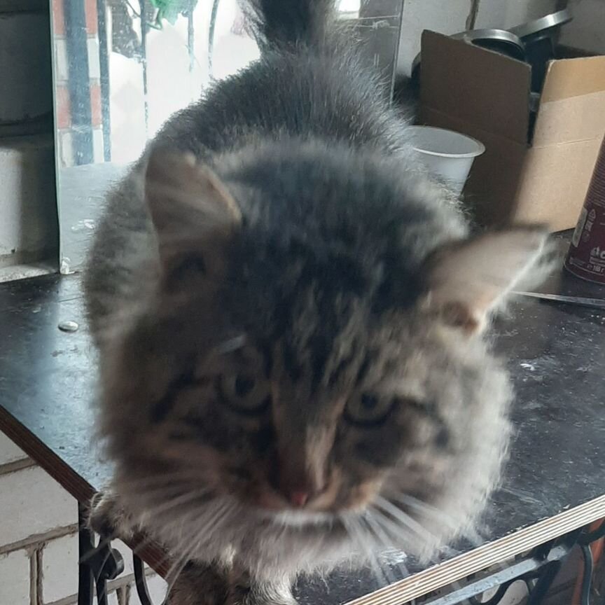 Котик ищет дом