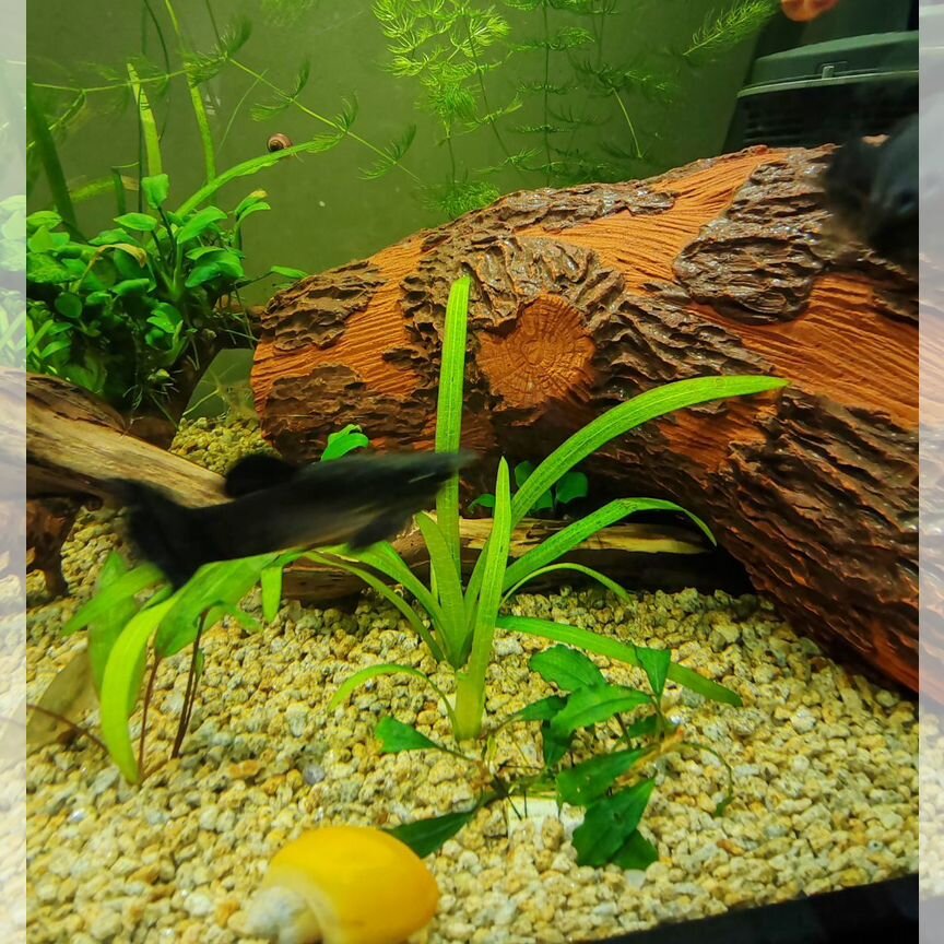 Растения для аквариума