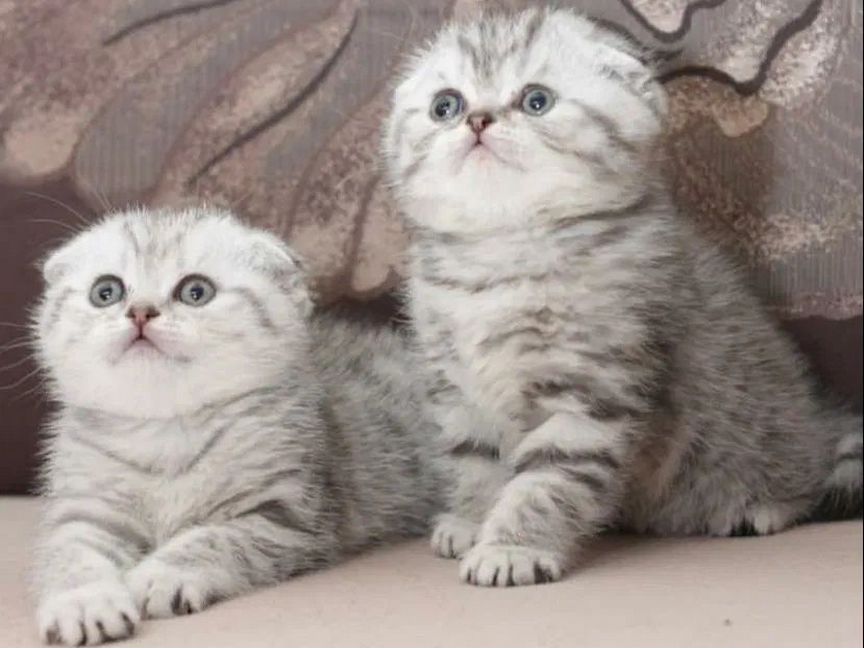 Шотландские котята