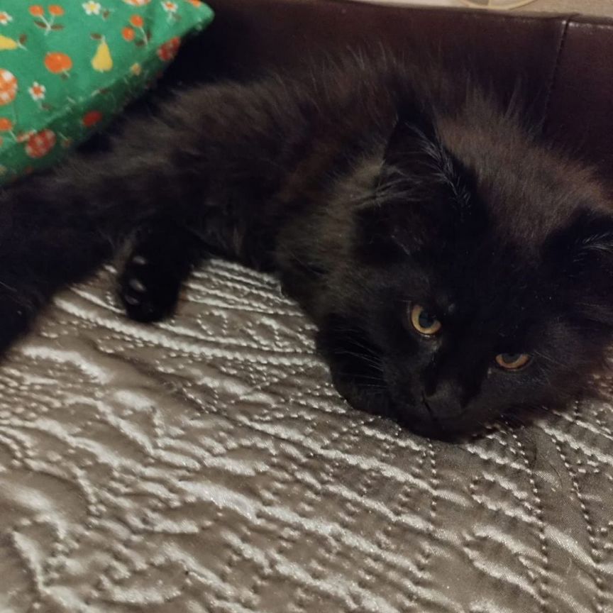 Котята мейн-кун, есть полидакт