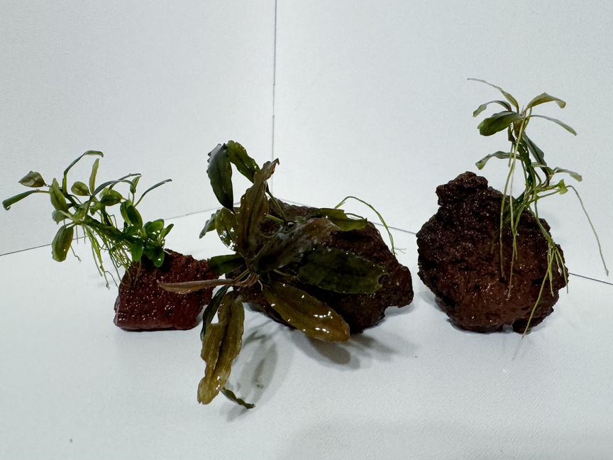 Буцефаландры