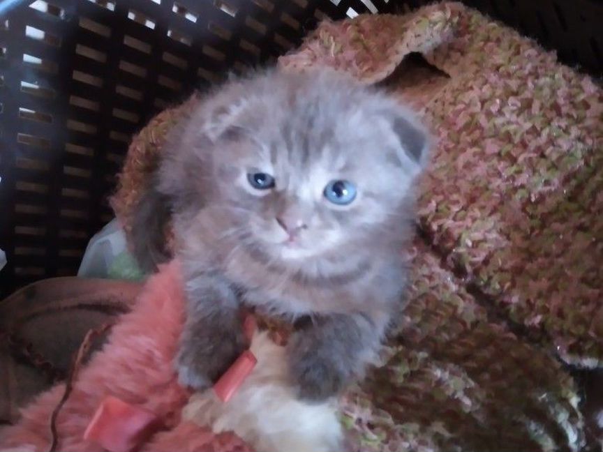 Кошка британская вислоухая шишилла