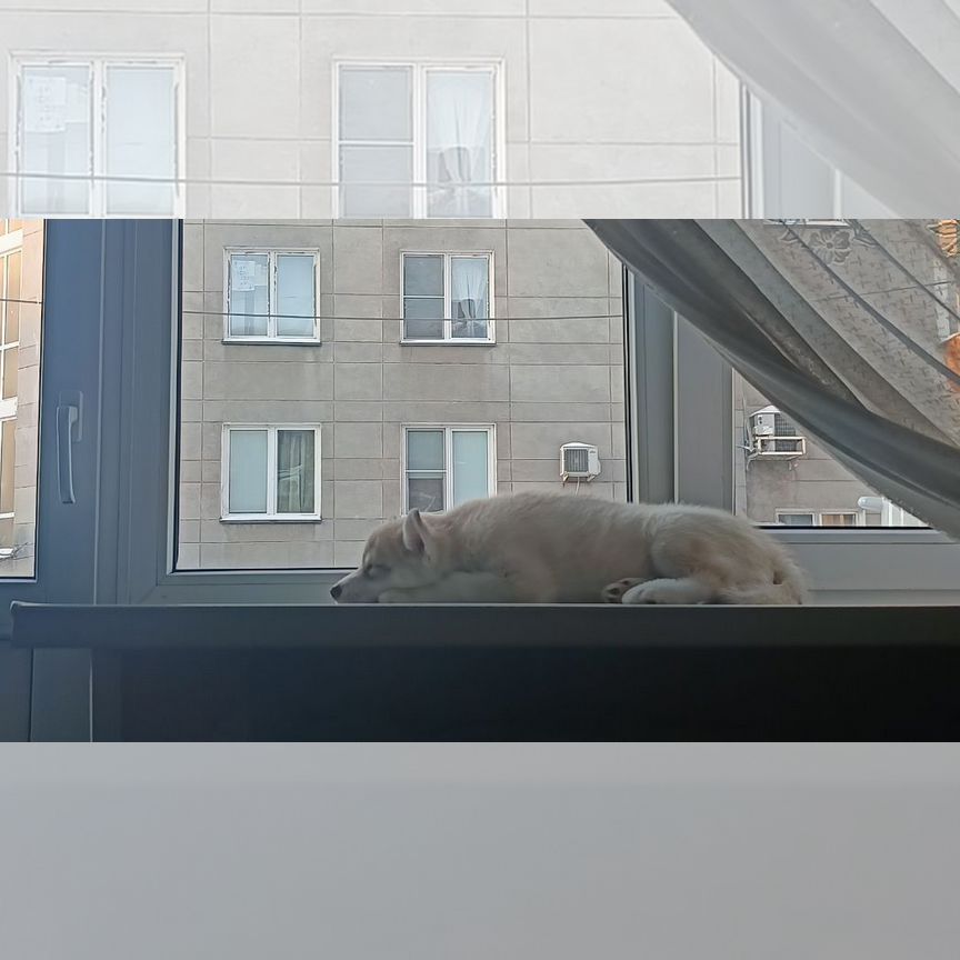 Сибирский хаски, щенок