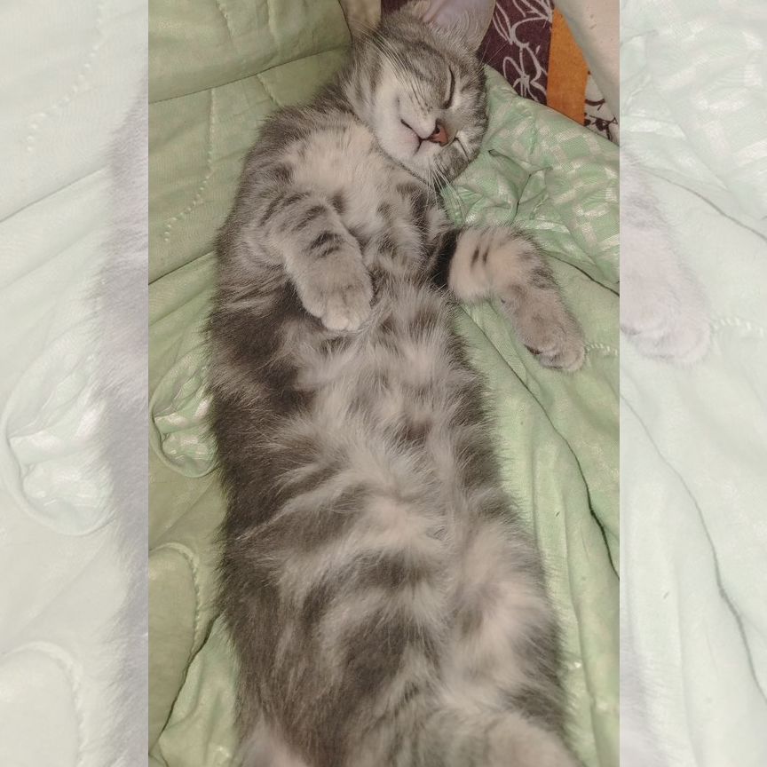 Шотландский прямоухий короткошёрстный котёнок