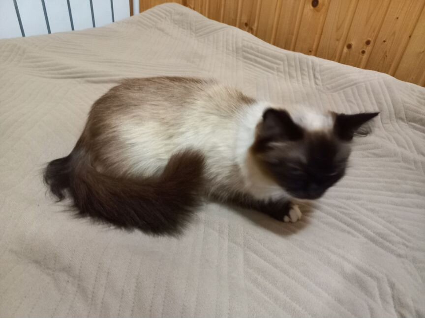 Кошка