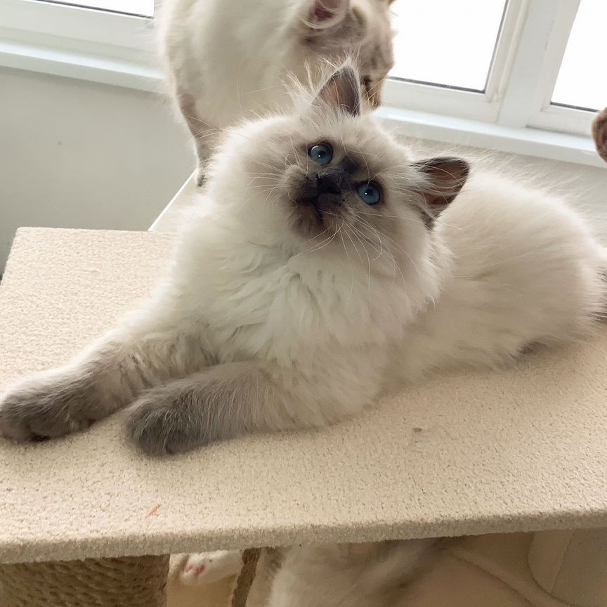 Невский маскарадный котенок