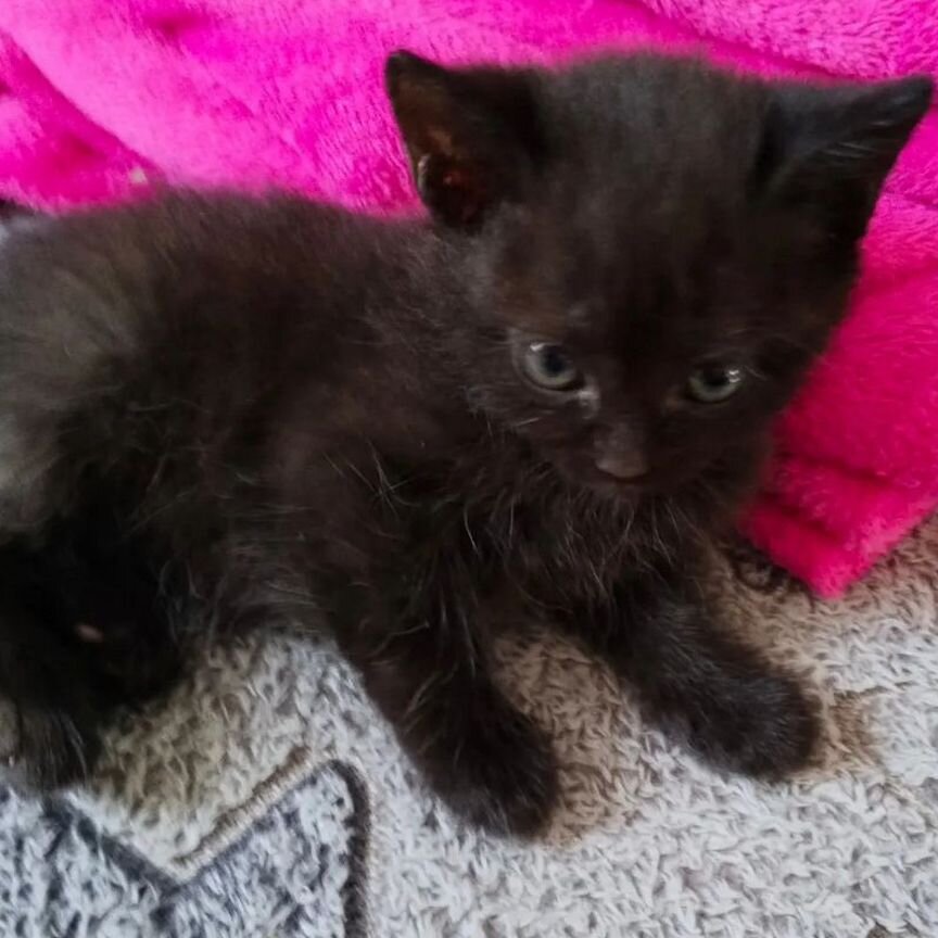 Британский короткошёрстный котёнок
