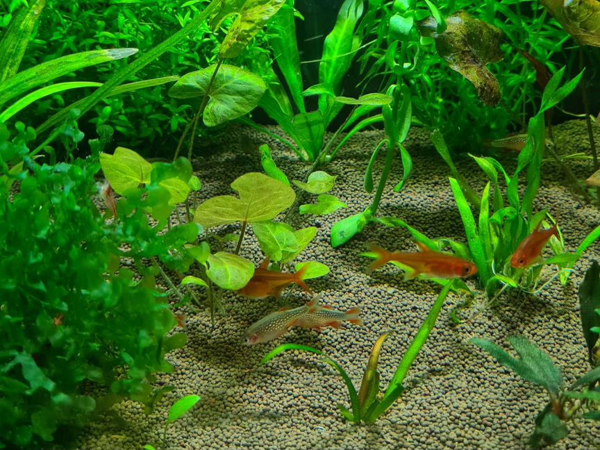 Аквариумные рыбки