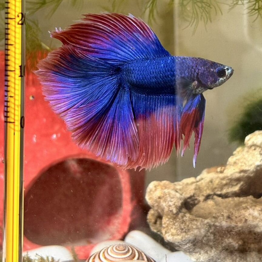 Самка/ самец рыбки петушка