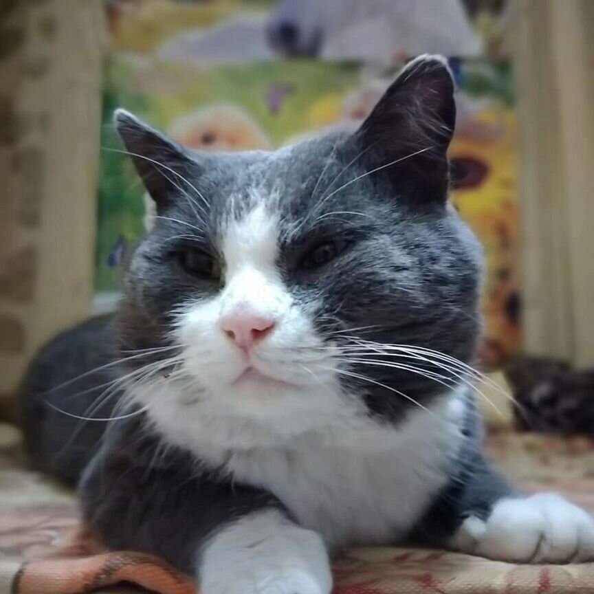 Кота усыпляют в четверг