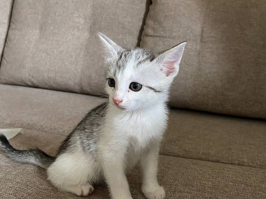 Котята ) Малыши карандаши ищут дом
