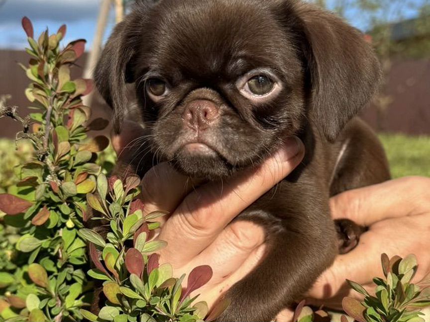 Щенки пти брабансона