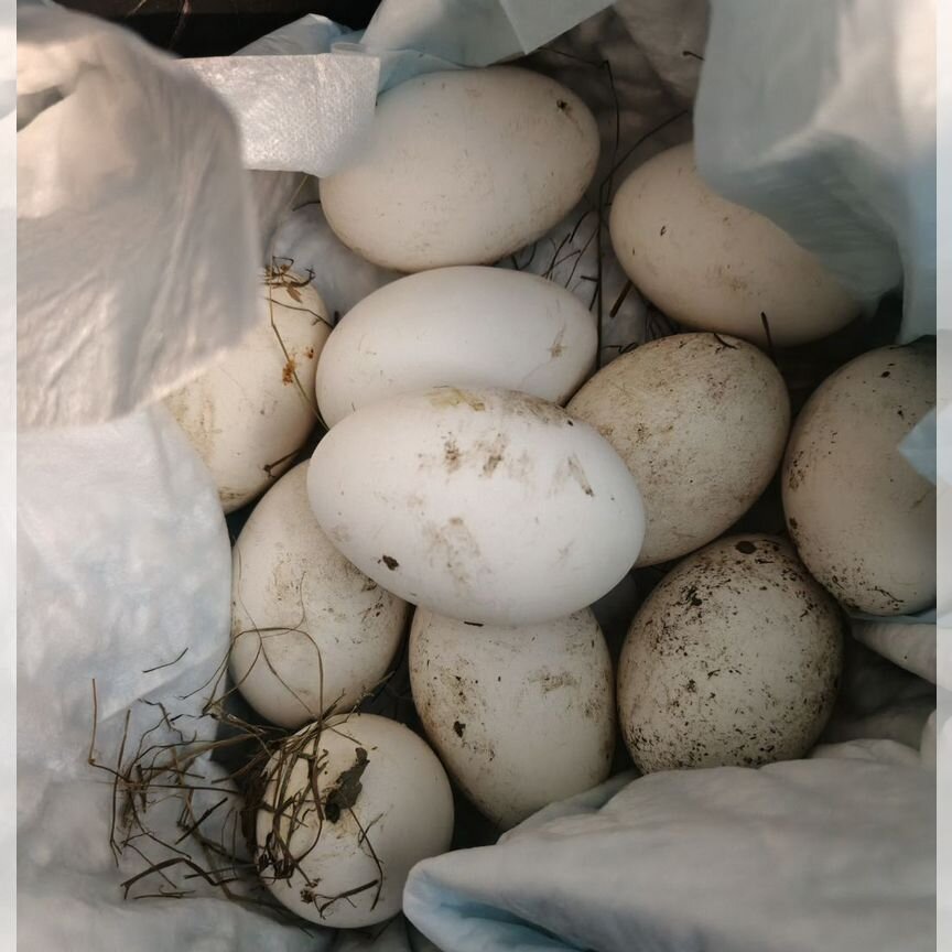 Инкубационное яйцо гусиное Линда, Серые