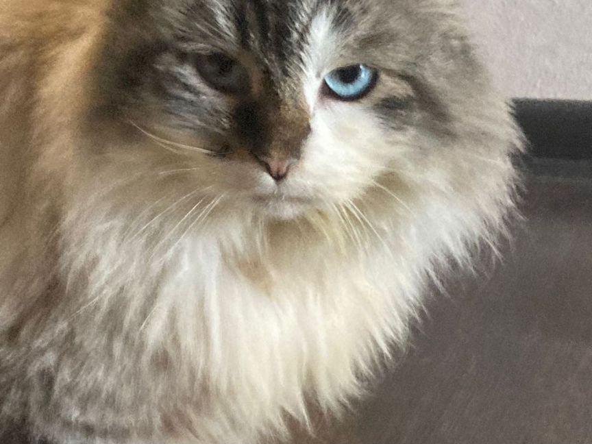 Сибиряк с голубыми глазами