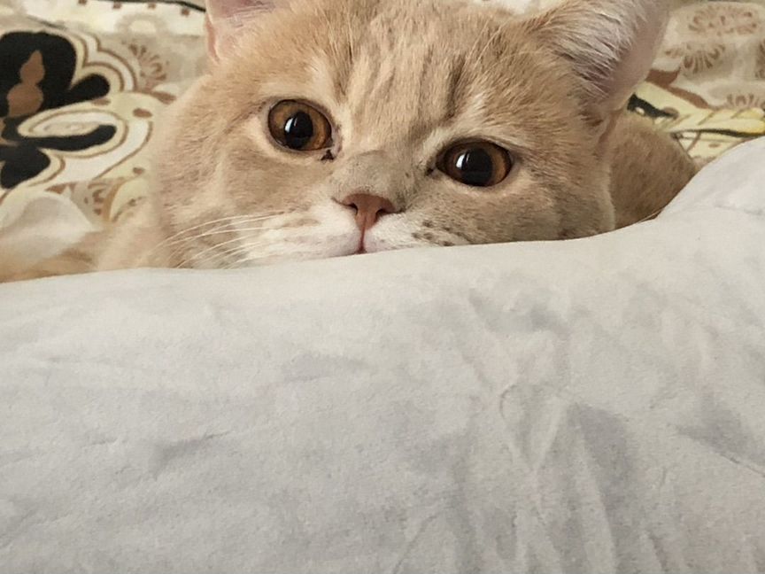 Отдам Кота в добрые руки бесплатно