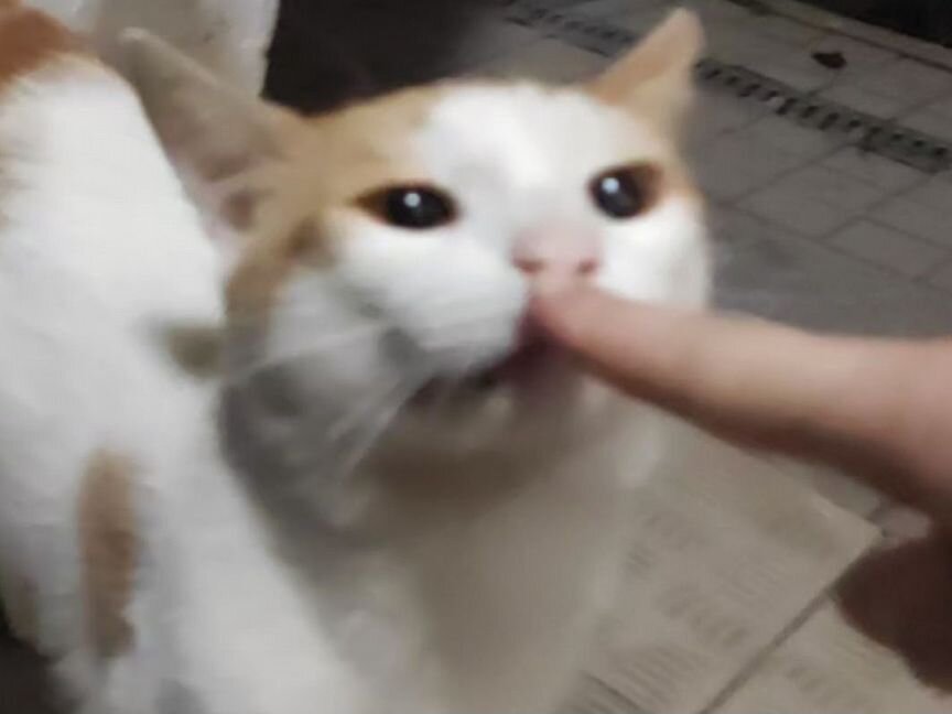 Ласковый и нежный молодой кот