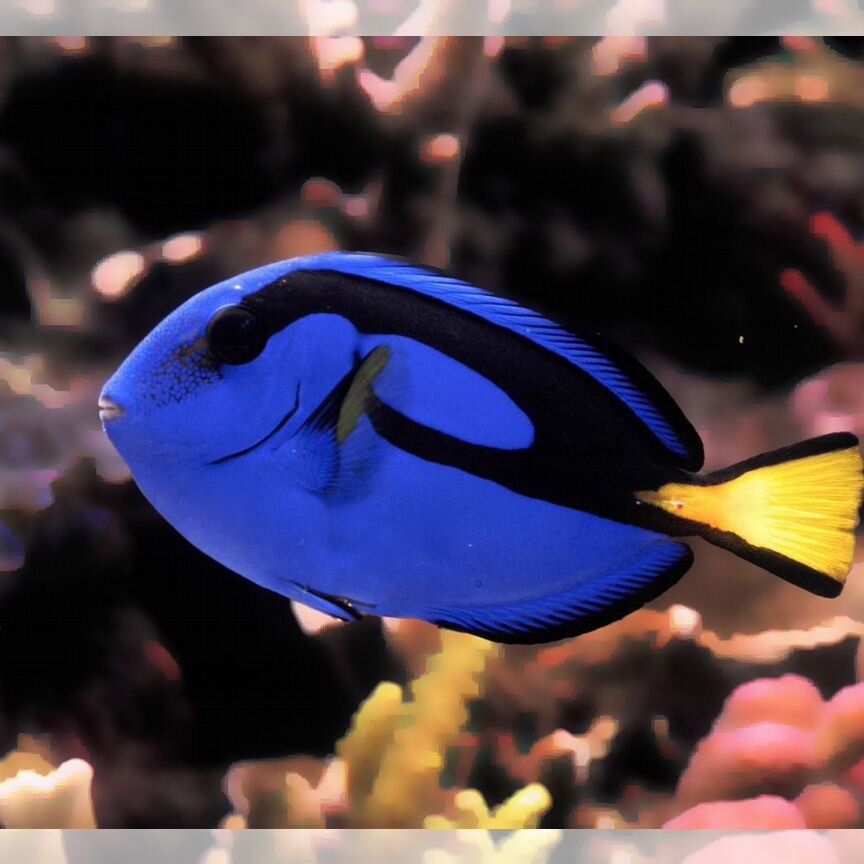 Рыба для морского аквариума Королевский хирург