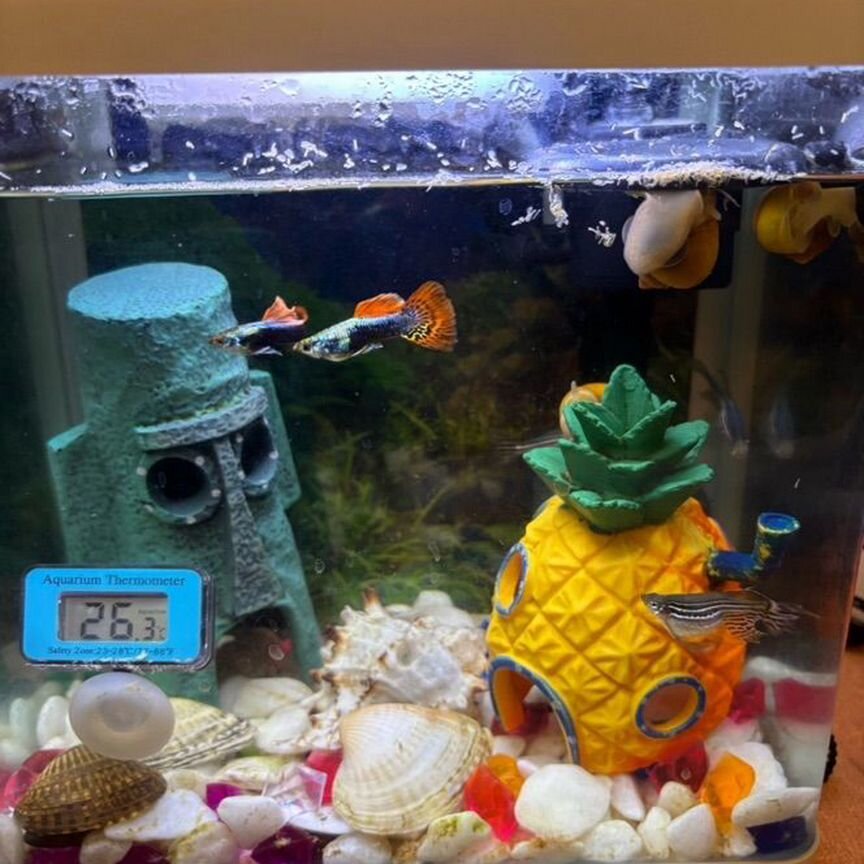 Аквариум со всем необходимым
