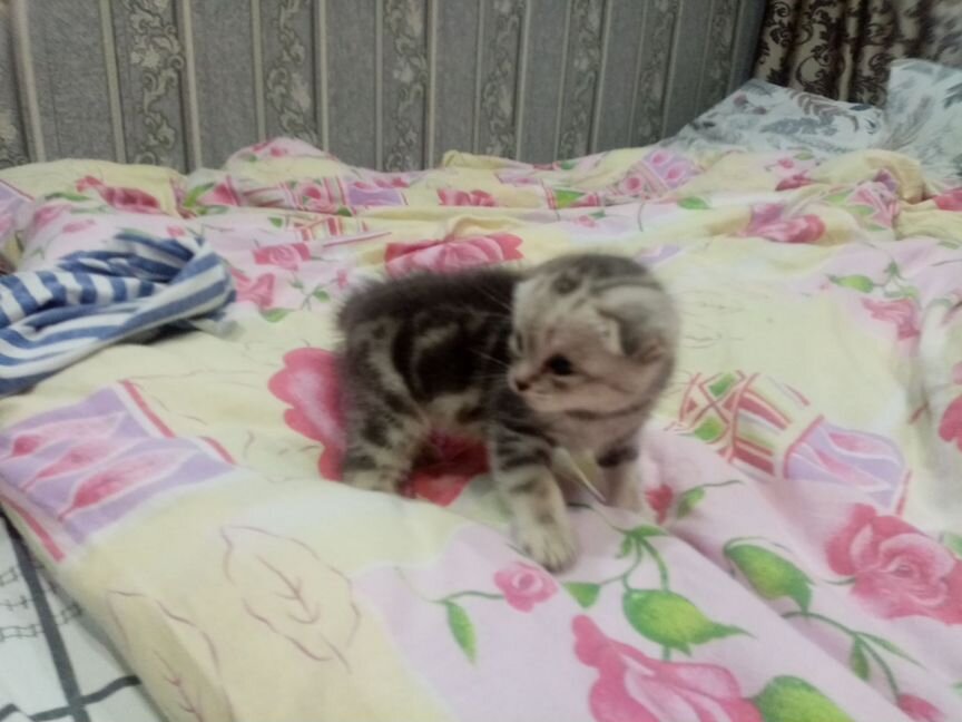 Продам Британского котёнка