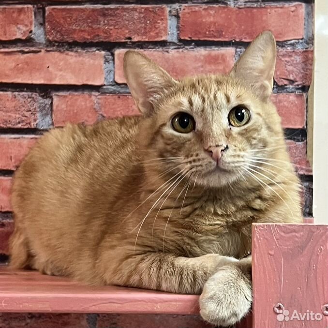 Котик Алекс 2 года