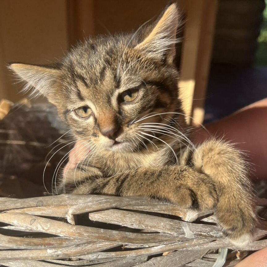 Котенок похож на Эдварда из сумерок