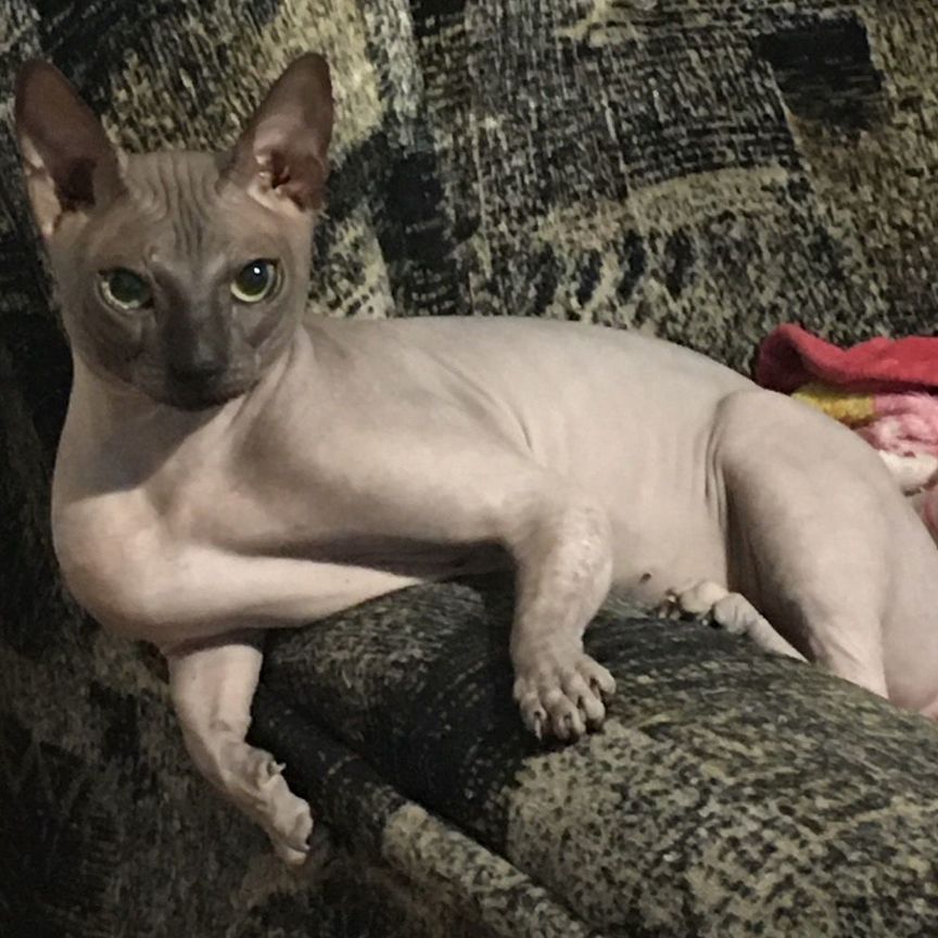 Канадский сфинкс, взрослый кот