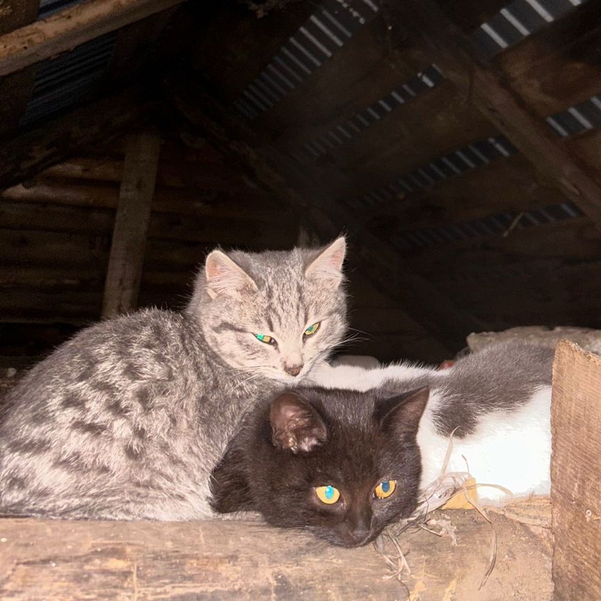 Котята в добрые руки