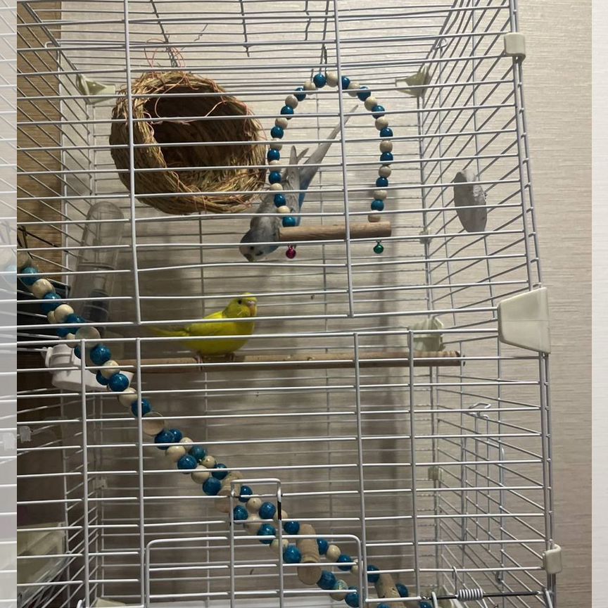 Волнистый попугай