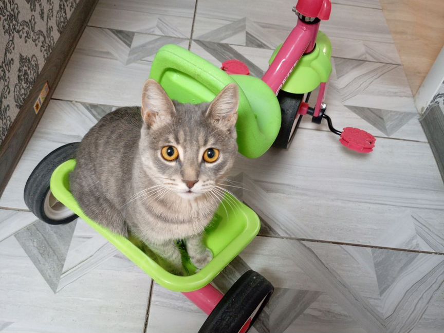 Шотландская кошка